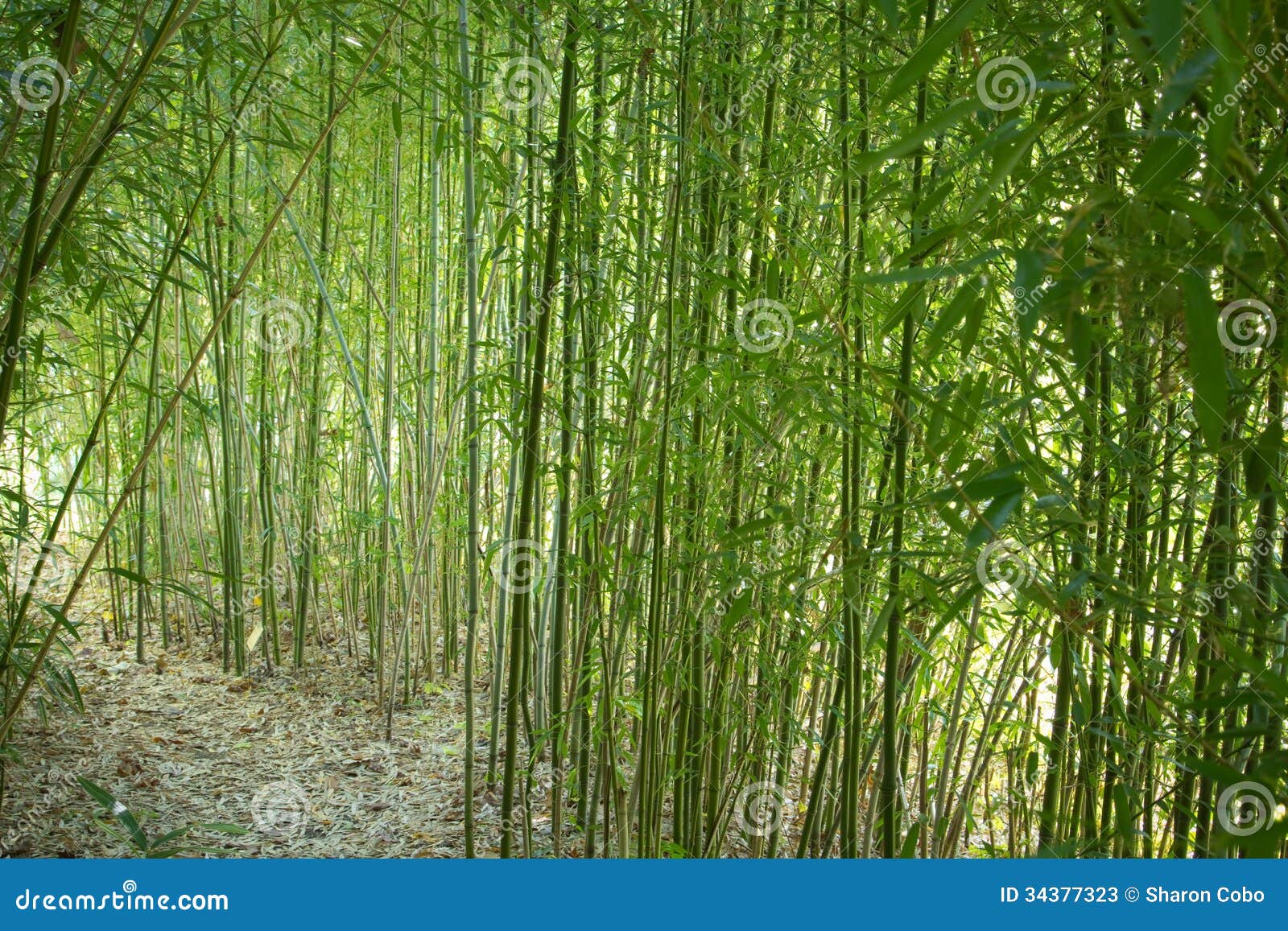 Bamboo Forest stock image. Image of light, pathway, plant - 34377323