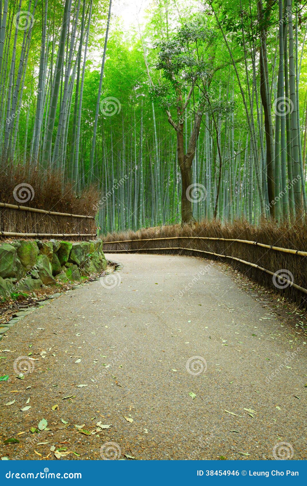 Bamboo forest and pathway stock photo. Image of outdoor - 38454946