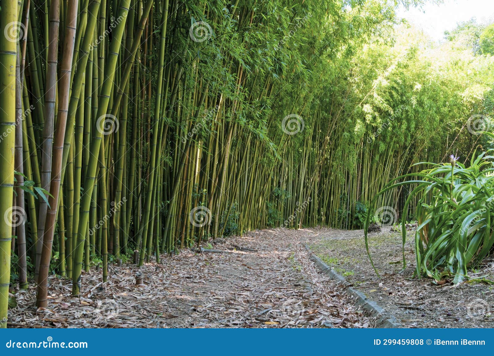 Pathway Nature Texture Background Royalty-Free Stock Image ...