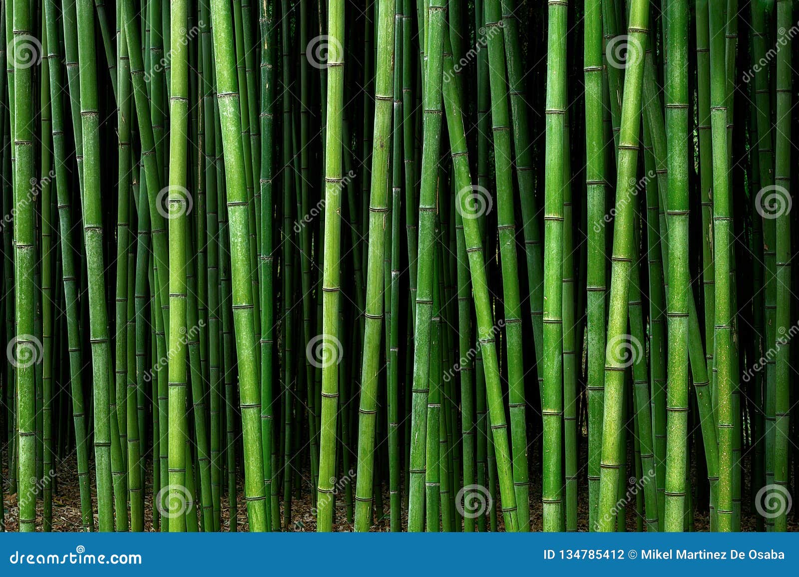 Bamboo forest pattern stock photo. Image of pattern - 134785412