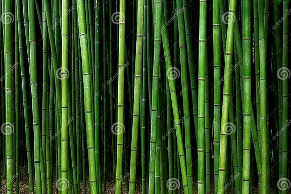 Bamboo forest pattern stock photo. Image of pattern - 134785412