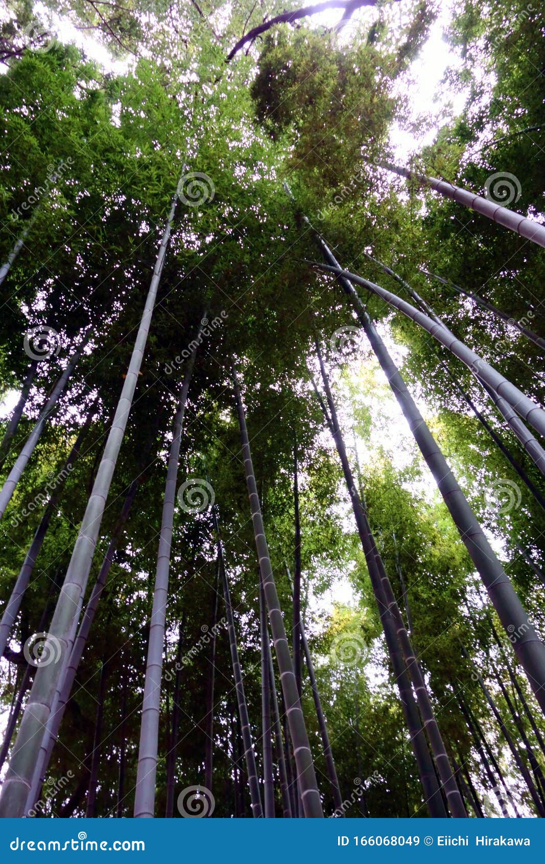A Dense and Dense Bamboo Forest Pattern Stock Image - Image of densely ...