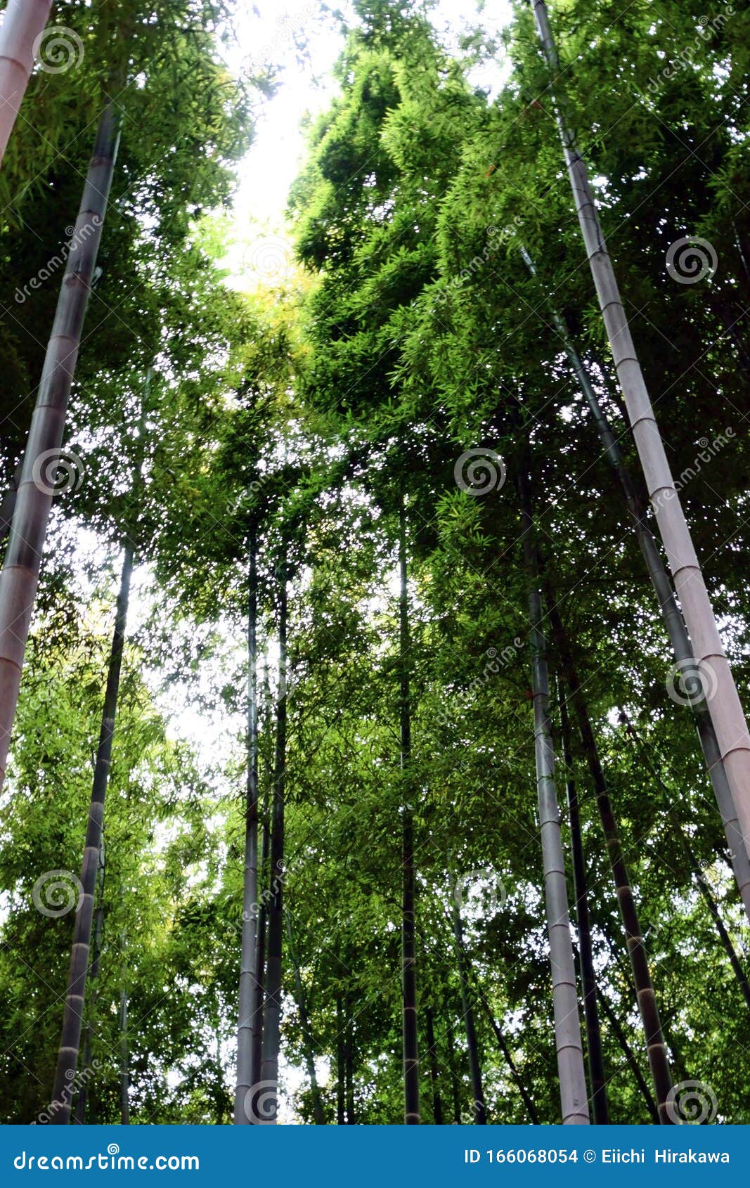 A Dense and Dense Bamboo Forest Pattern Stock Photo - Image of bamboo ...