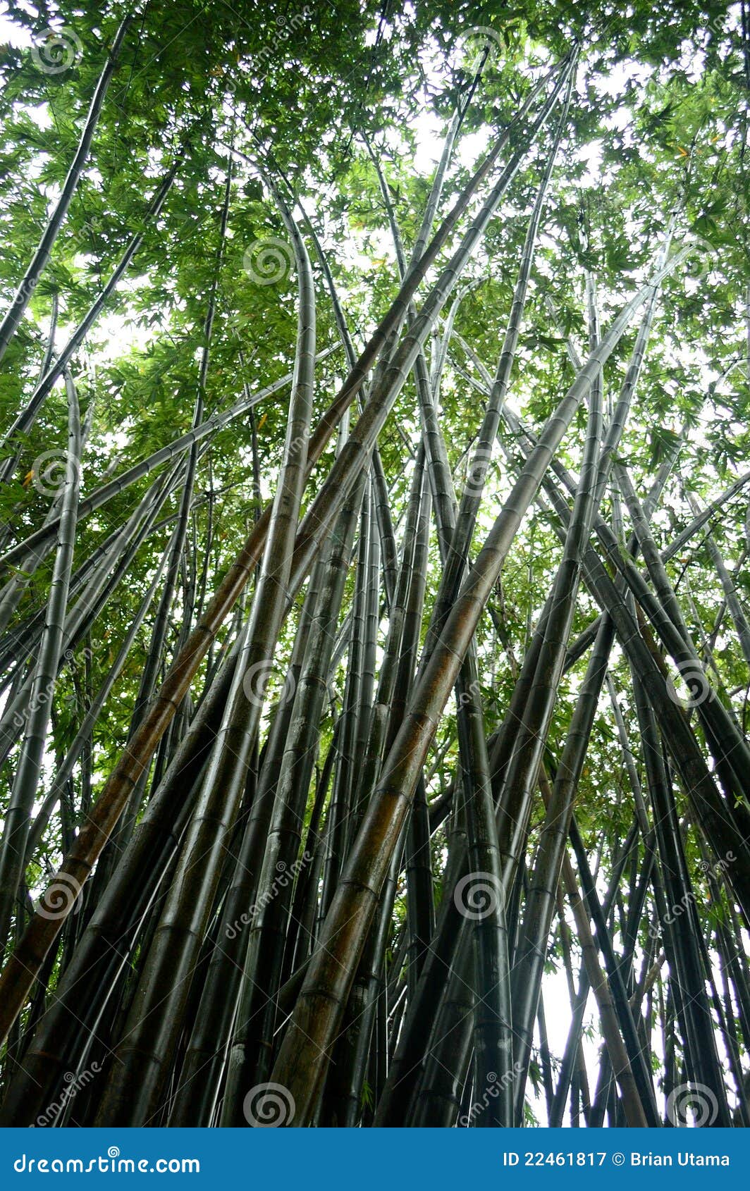 Bamboo Forest after the Rain Stock Image - Image of decoration, nature ...