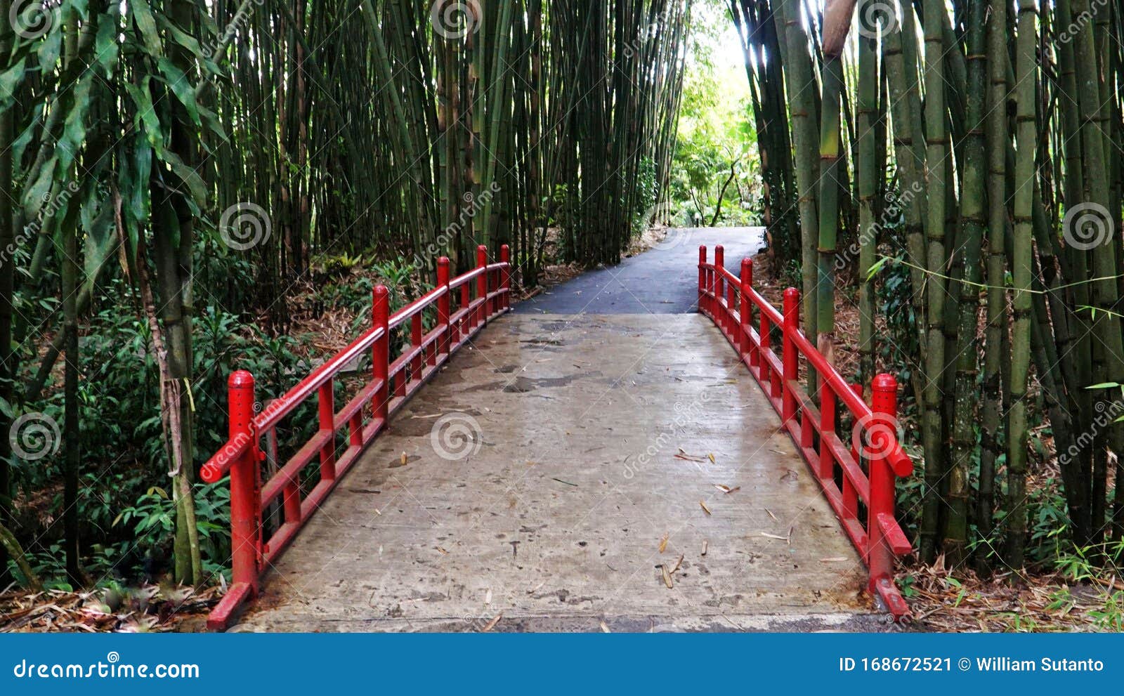 Bamboo Forest with Red Bridge Stock Image - Image of outdoor, nature ...