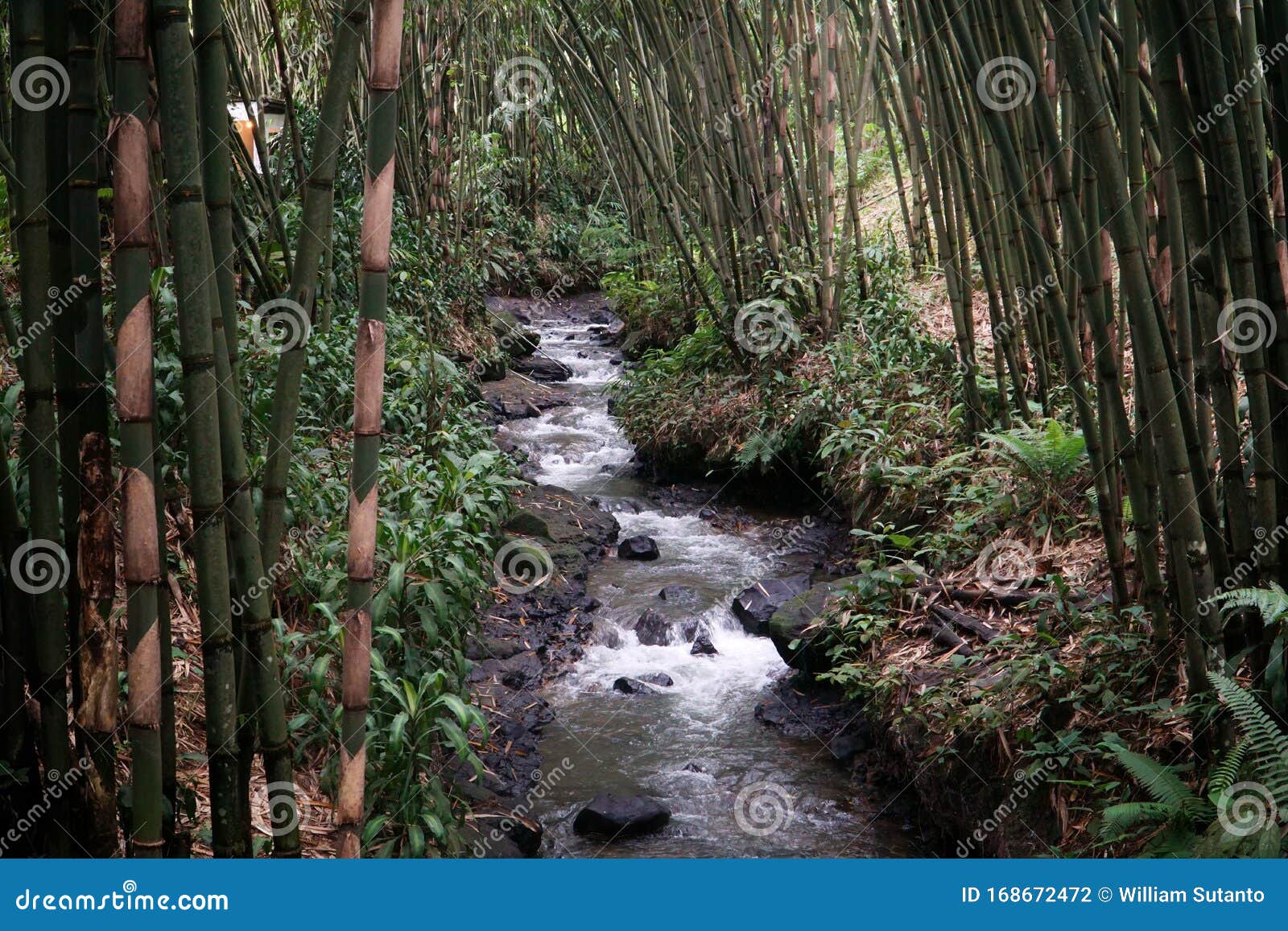 Bamboo forest with river stock photo. Image of bamboo - 168672472