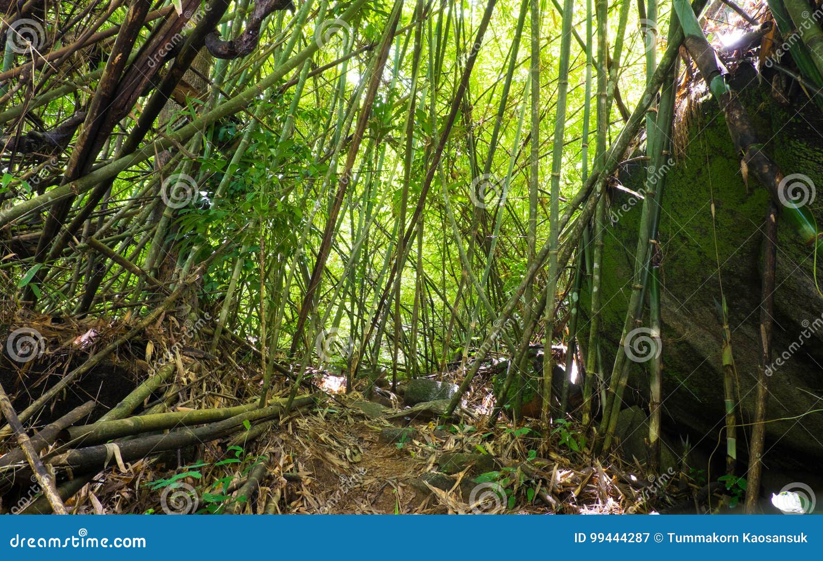 Bamboo forest stock image. Image of forest, foliage, green - 99444287