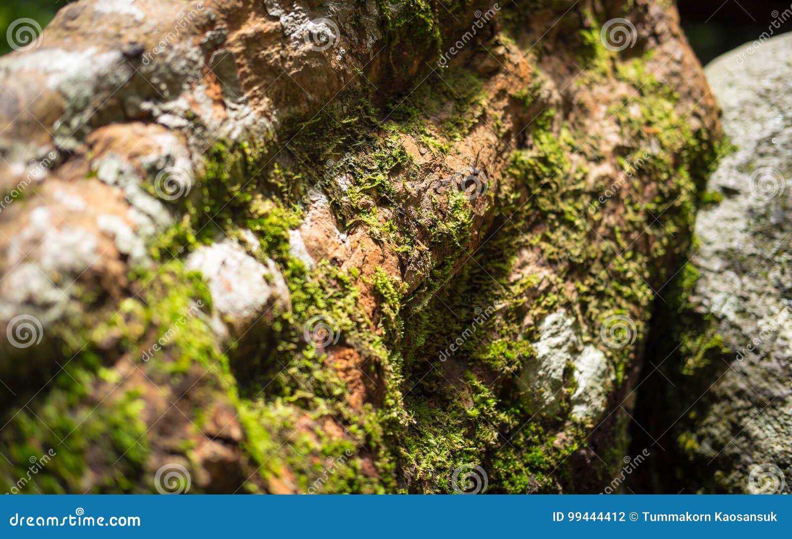Bamboo forest stock photo. Image of leaf, light, culture - 99444412