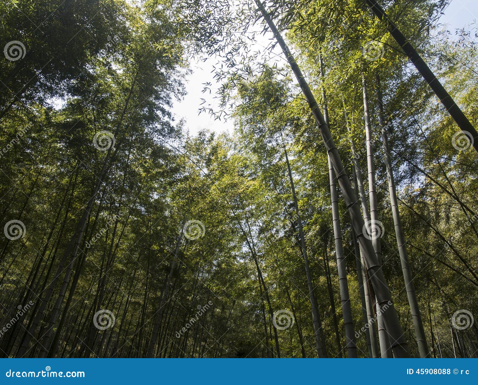 Bamboo stock photo. Image of grove, bamboo, beautiful - 45908088