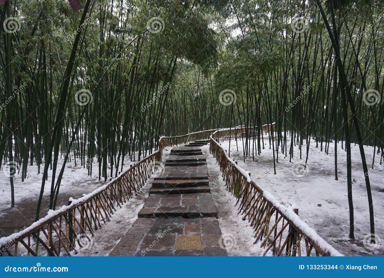 Bamboo Forest with Snow and a Path Stock Photo - Image of china ... Bamboo Forest with Snow and a Path Stock Photo - Image of china ...