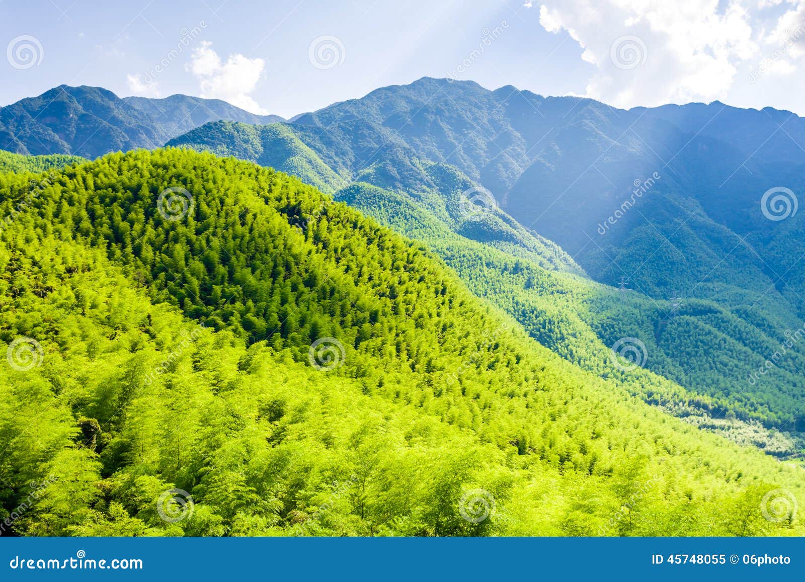 Bamboo Forest in South China Stock Image - Image of sunshine, lush ...