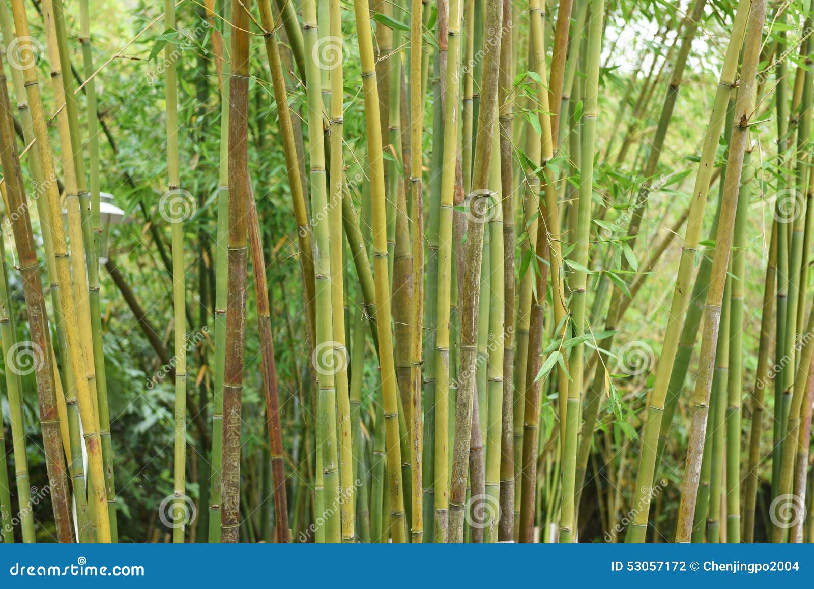 The bamboo stock photo. Image of grass, plant, bamboo - 53057172