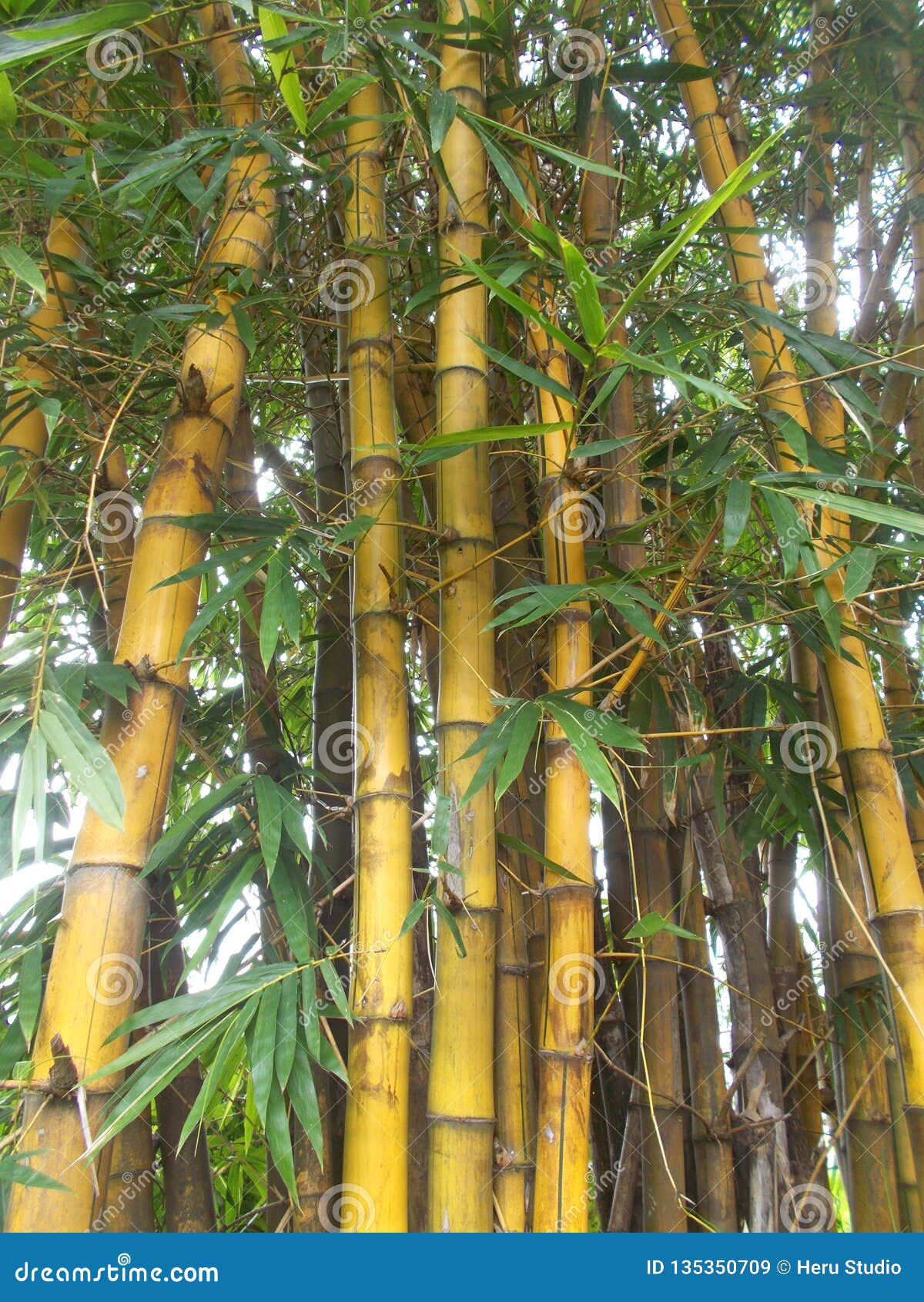 Bamboo Forest, Stalk of Yellow Bamboo and Branches Stock Image - Image ...