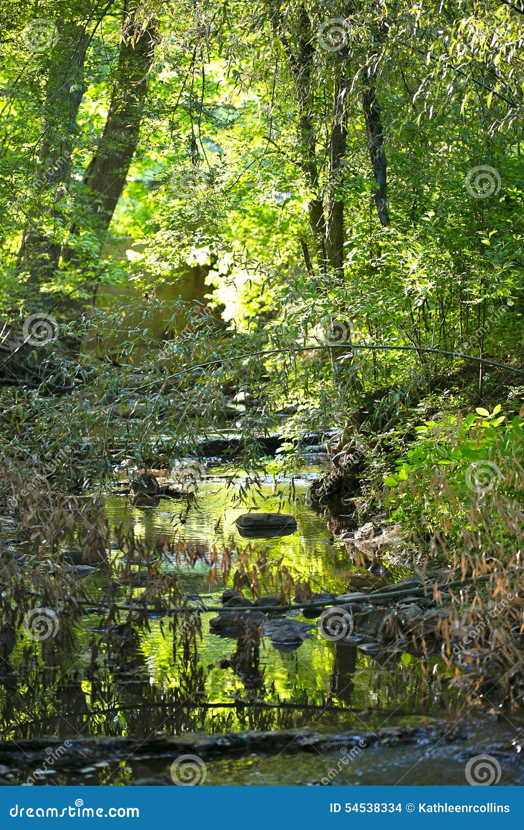 Bamboo forest stream stock photo. Image of water, evergreen - 54538334