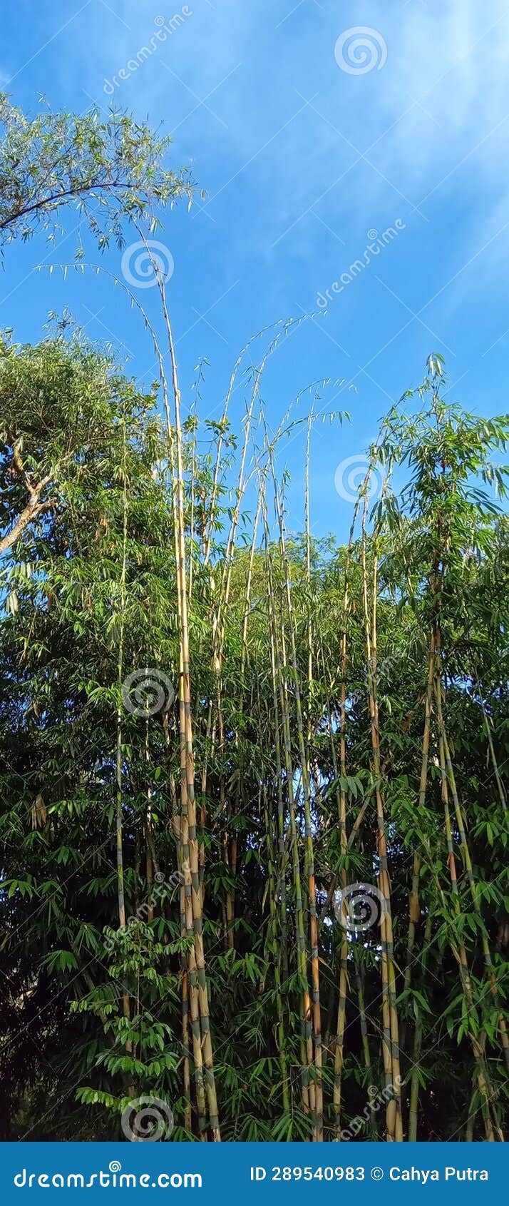 Bamboo forest summer stock image. Image of summer, bamboo - 289540983