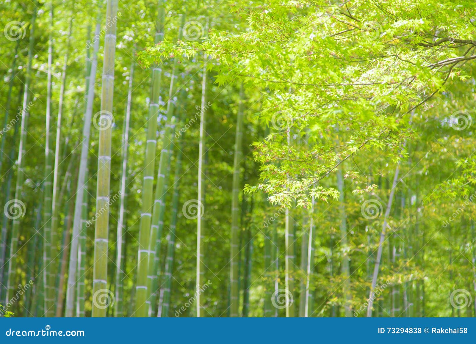 Bamboo Forest with Sun Light Stock Photo - Image of tropical, oriental ...