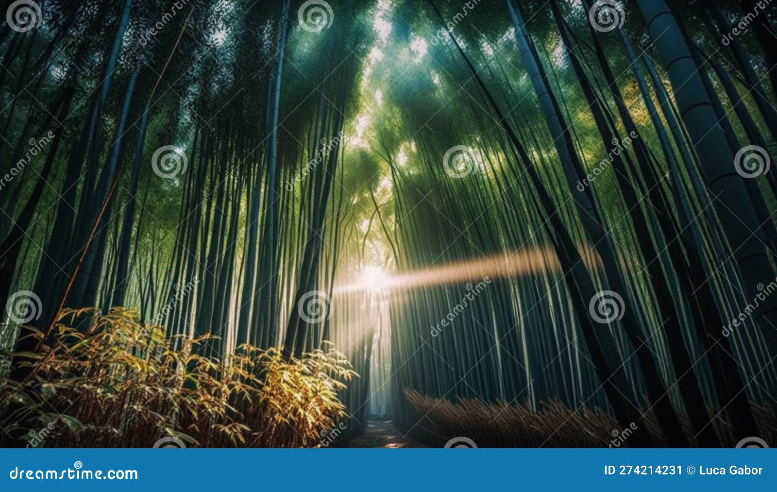Bamboo forest with sunset stock illustration. Illustration of rays ...
