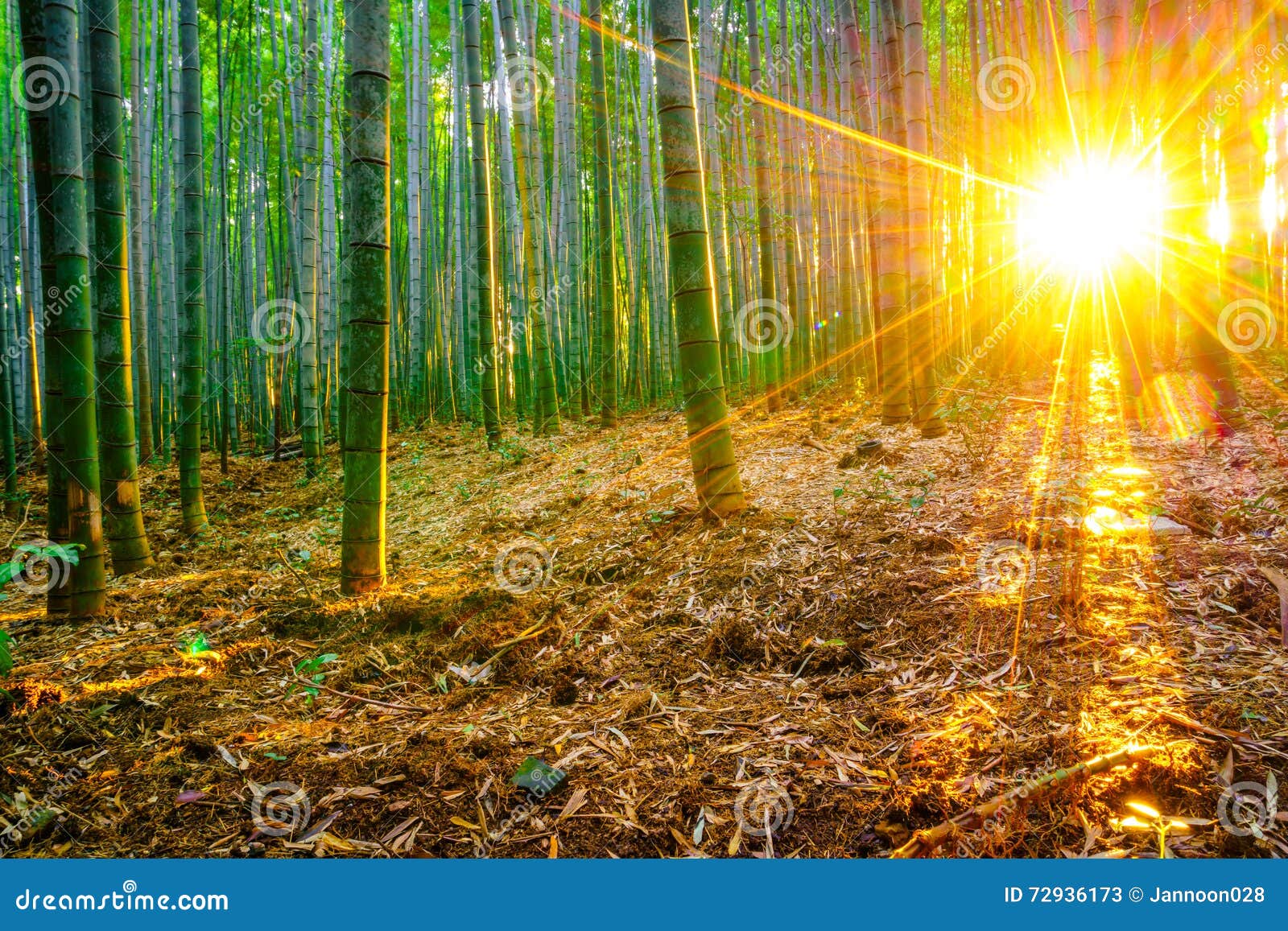 .Bamboo Forest with Sunny in Morning Stock Image - Image of culture ...