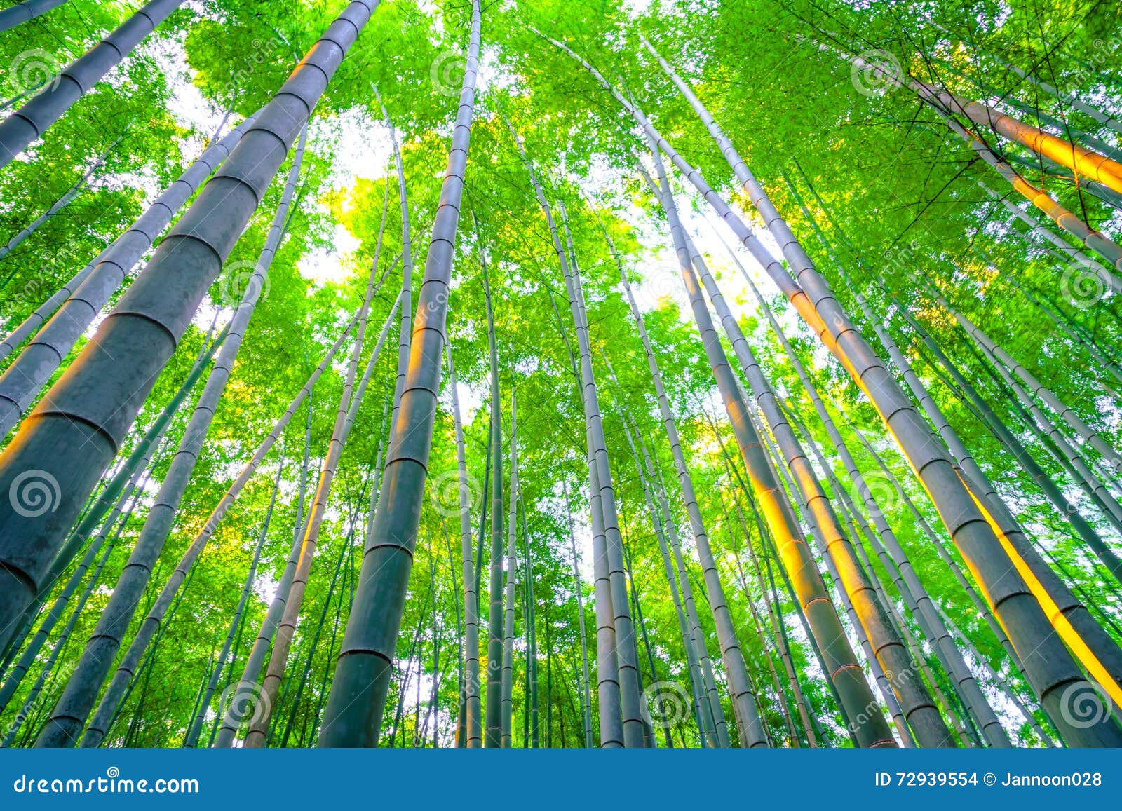 .Bamboo Forest with Sunny in Morning Stock Photo - Image of foliage ...