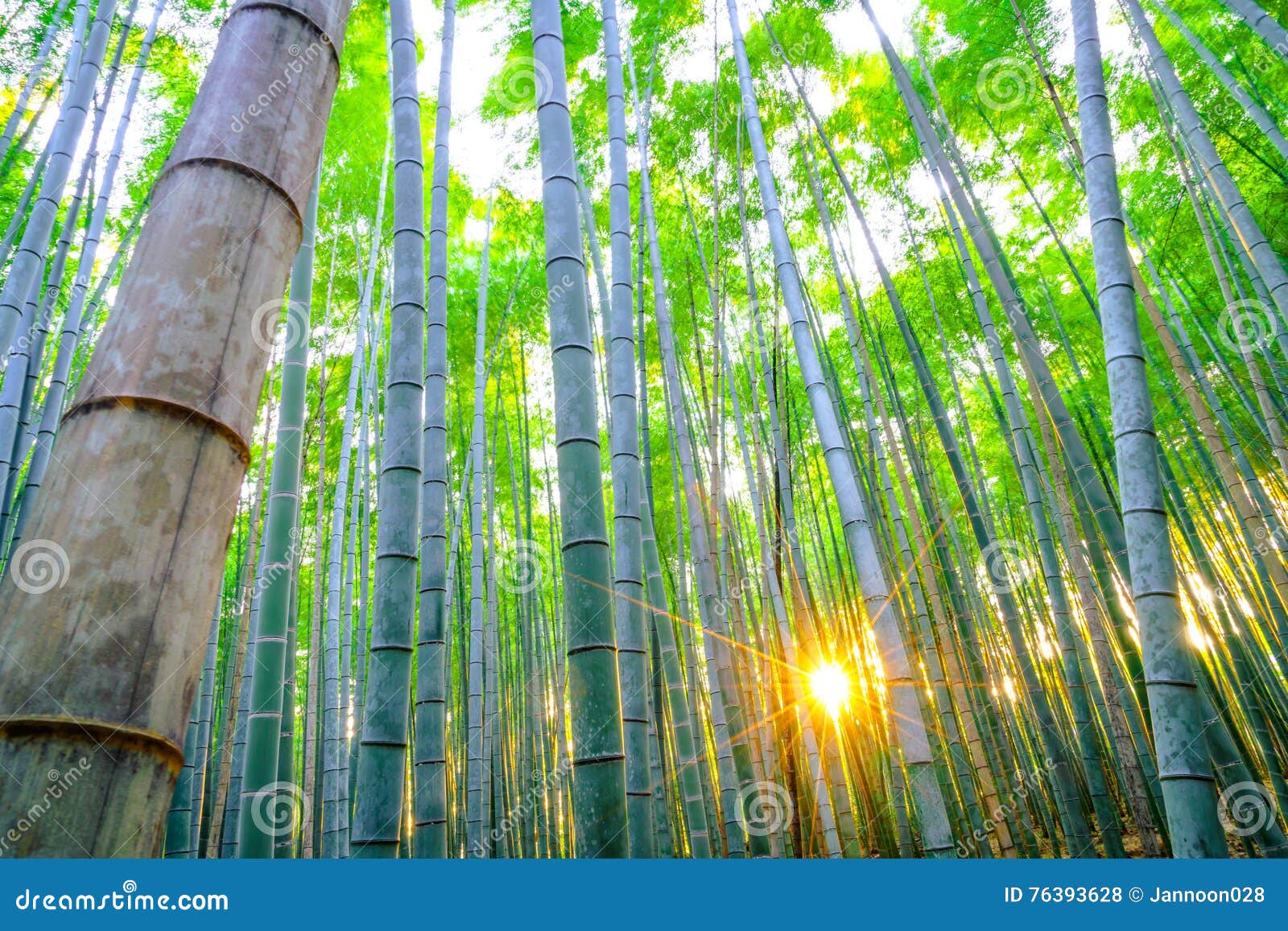 .Bamboo Forest with Sunny in Morning Stock Photo - Image of freshness ...