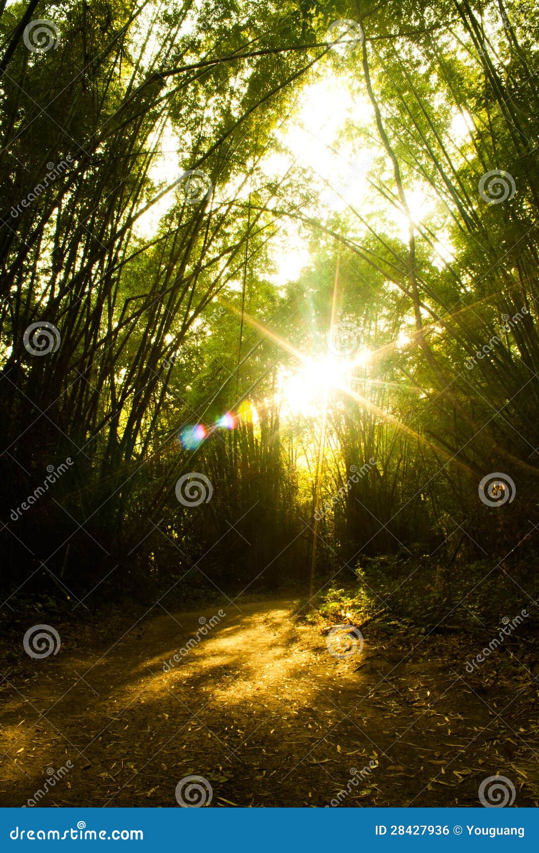 Bamboo Forest with sunset stock photo. Image of tree - 28427936