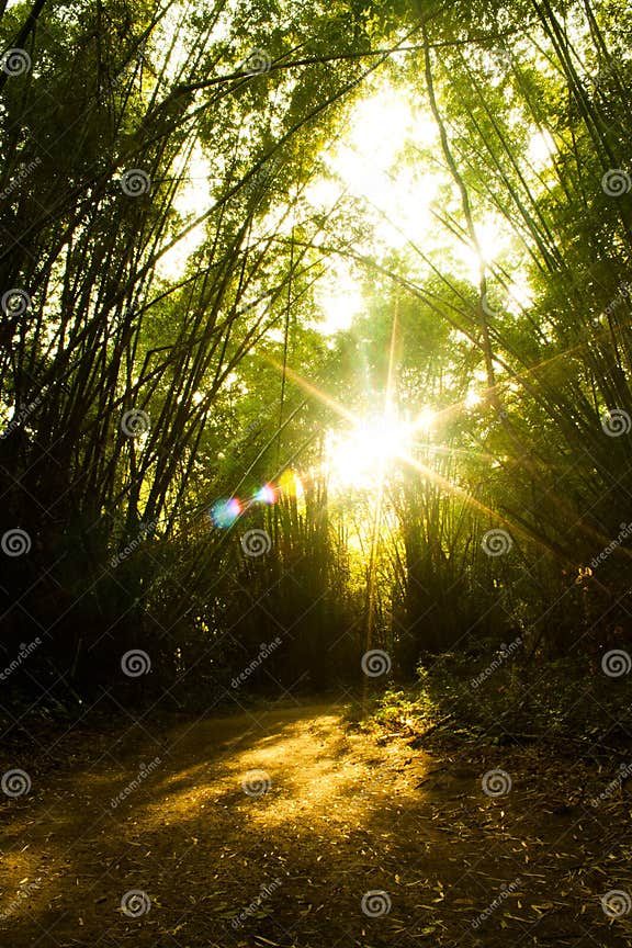 Bamboo Forest with sunset stock photo. Image of tree - 28427936