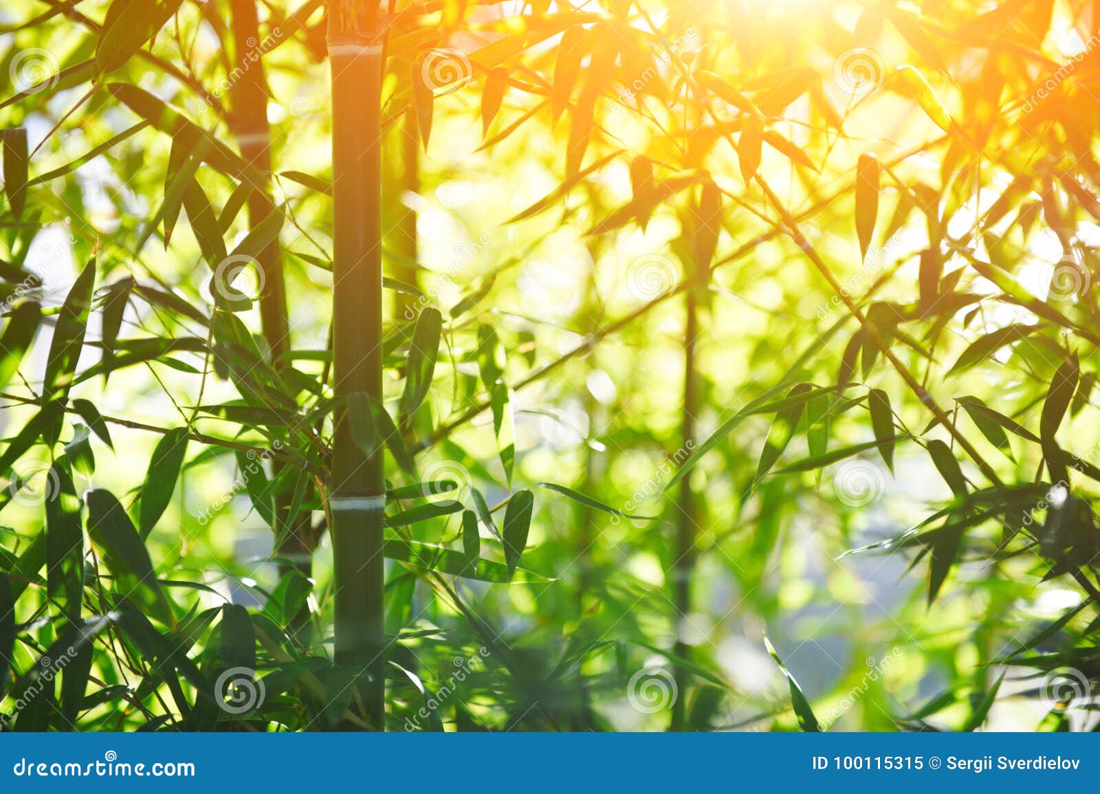 Bamboo forest at sunset stock image. Image of china - 100115315