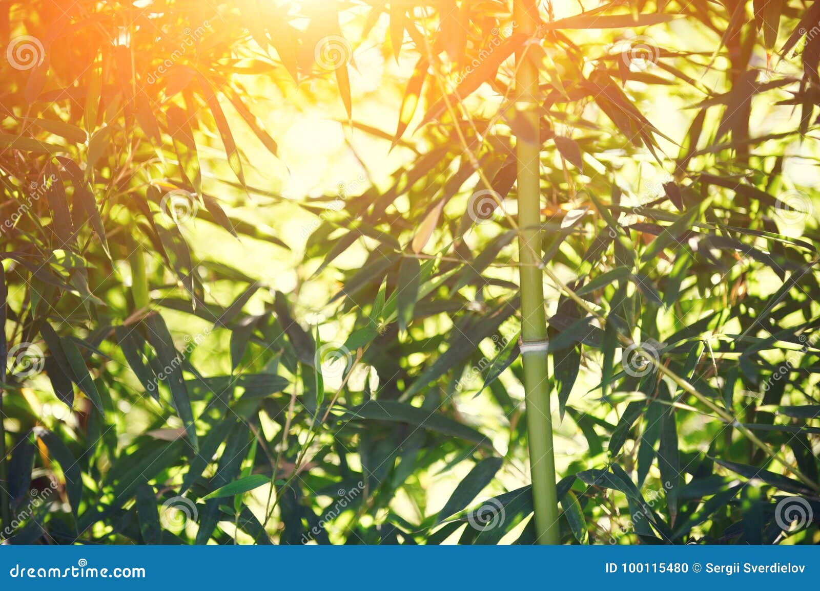 Bamboo forest at sunset stock photo. Image of fresh - 100115480