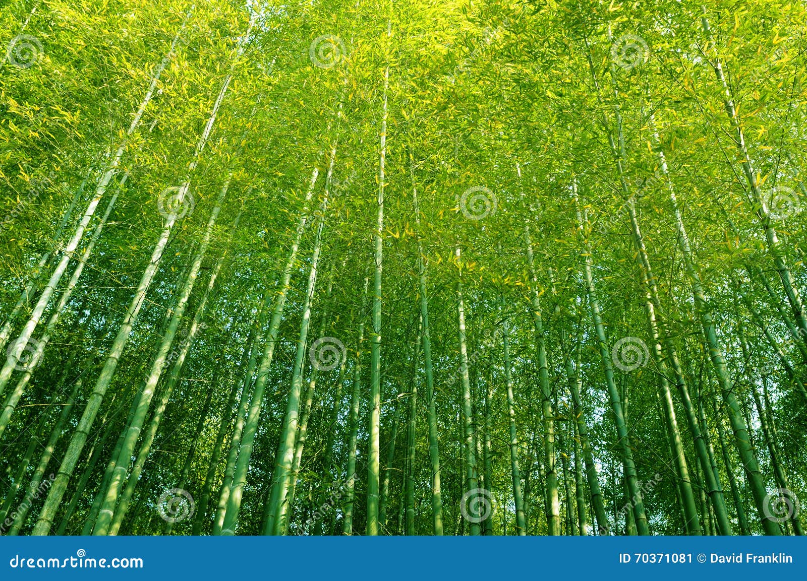 Bamboo Forest Tall Trees China Looking Up Into Canopy Stock Image ...