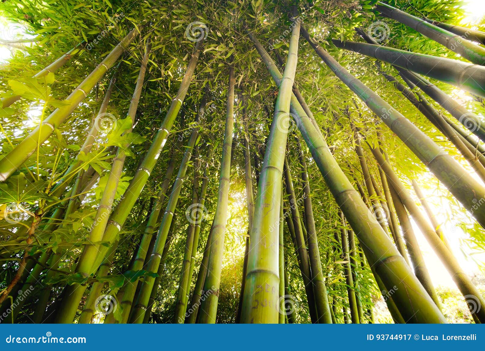 Bamboo Forest Texture Sunlight Flare through Tree Stock Image - Image ...