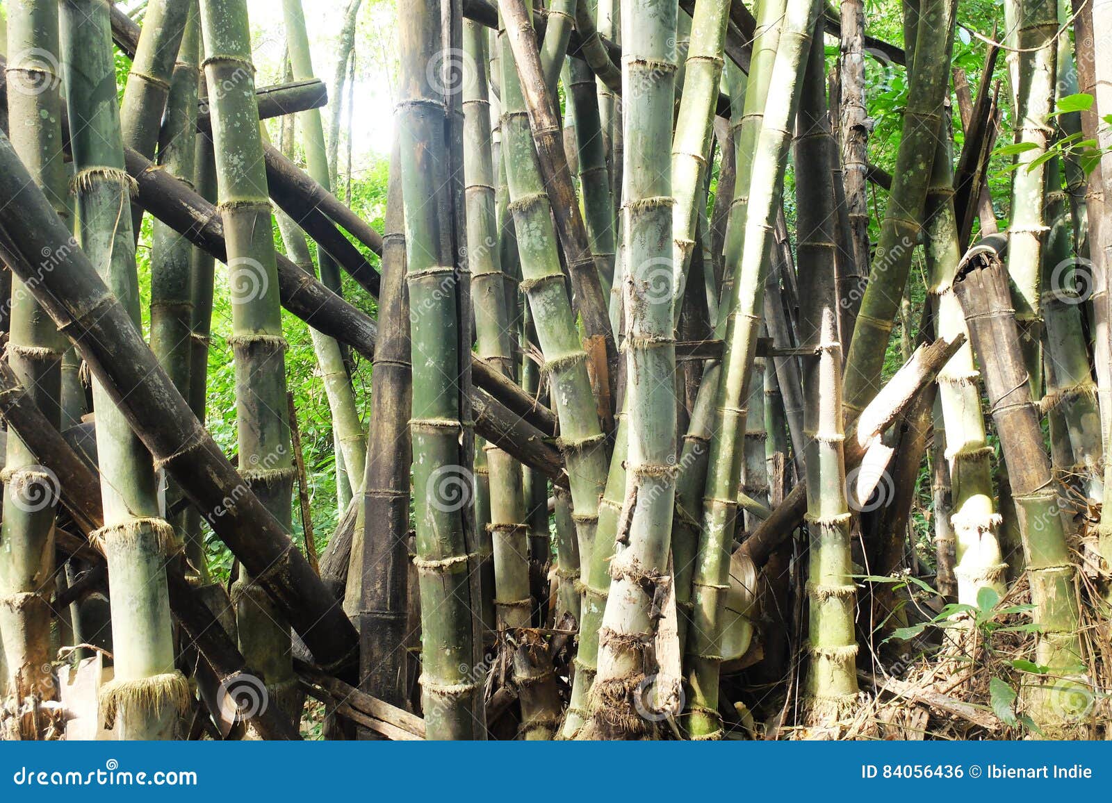Bamboo forest, Thailand stock photo. Image of segment - 84056436