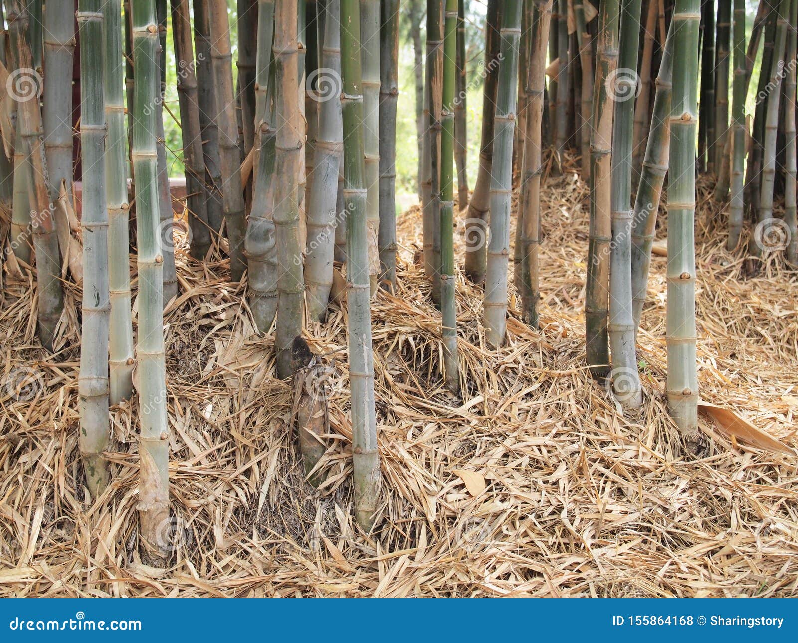 Bamboo Forest. Trees Background Inside Tropical Jungle Stock Photo ...