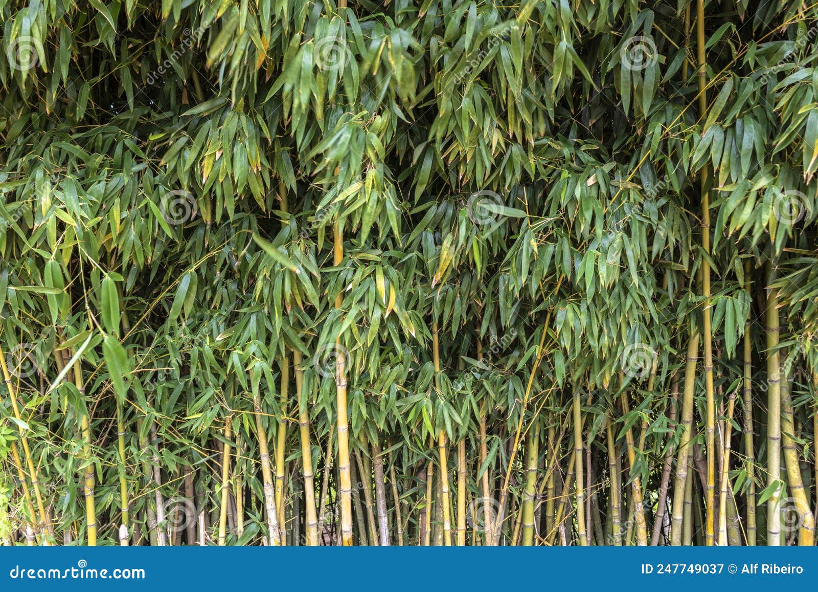 Pattern Background OfBamboo Forest Trees Stock Image - Image of banner ...