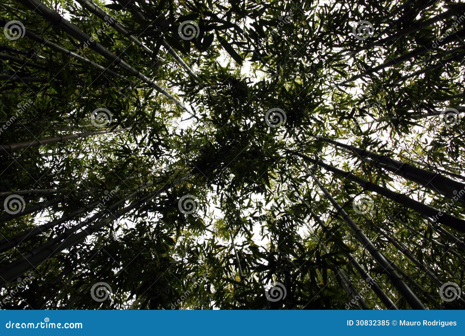 Bamboo forest stock image. Image of upward, shade, wilderness - 30832385