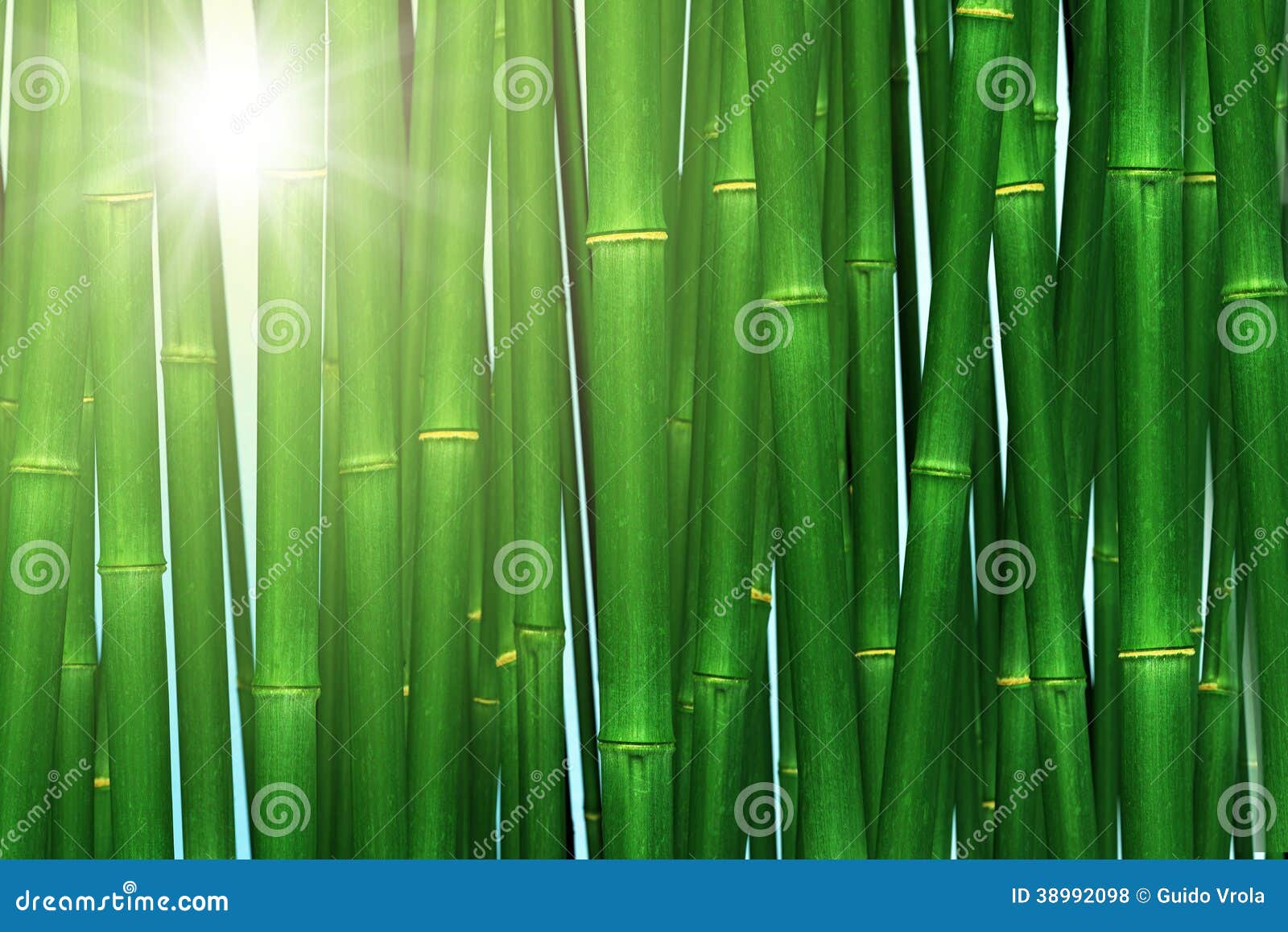 Bamboo forest stock illustration. Illustration of culture - 38992098
