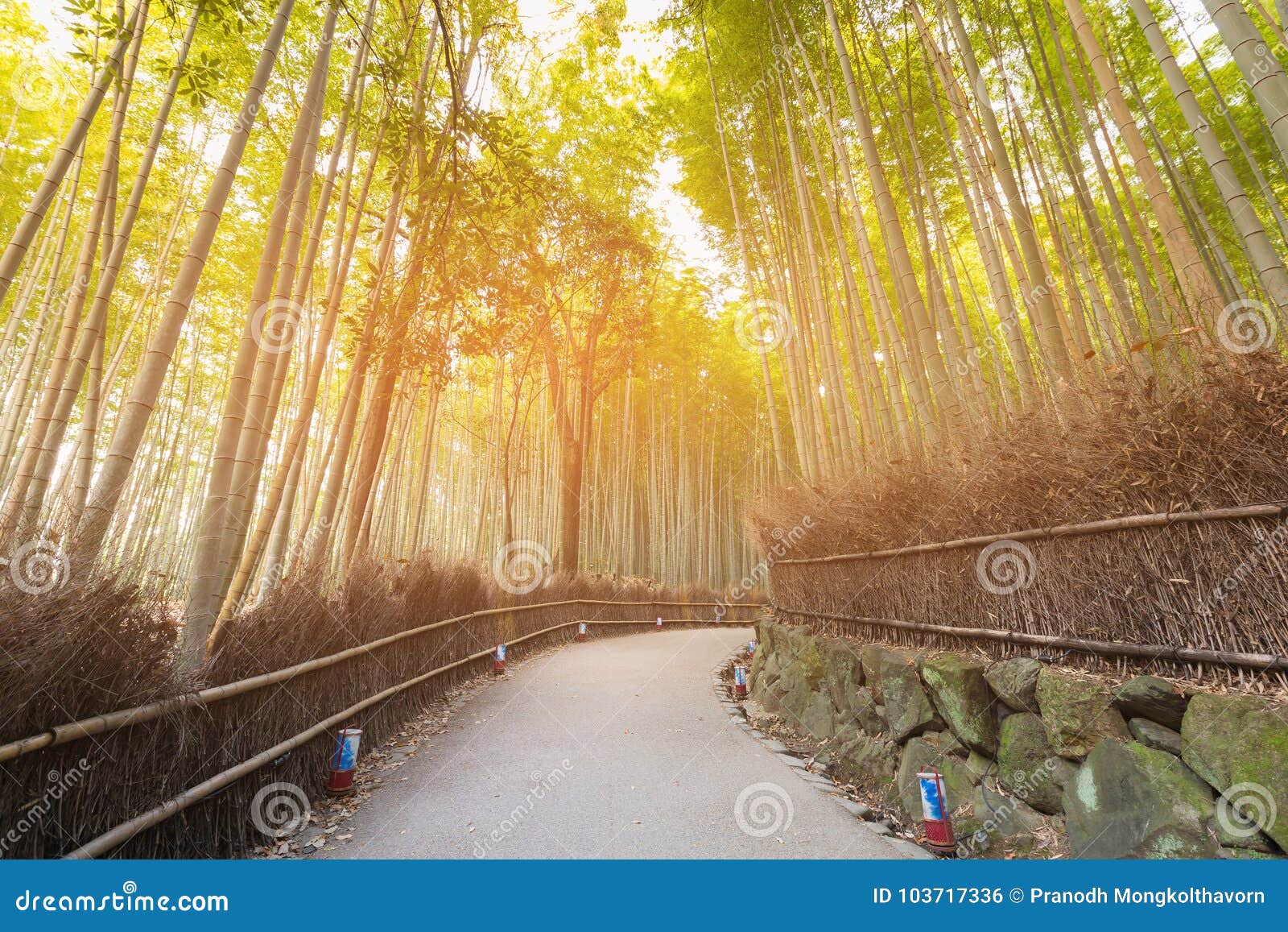 Bamboo Forest and Walk Path Stock Photo - Image of daytime, outdoors ...
