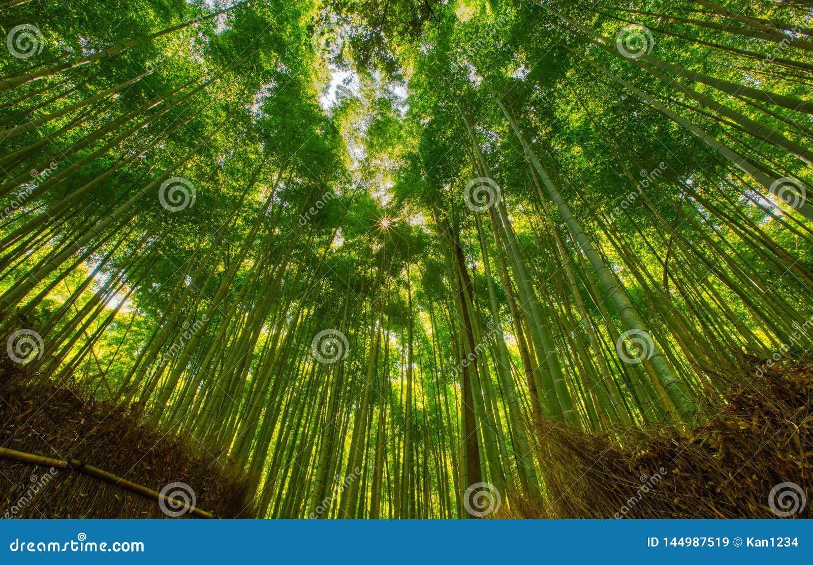Bamboo Forest and Walking Path in Arashiyama, Kyoto, Japan Stock Image ...