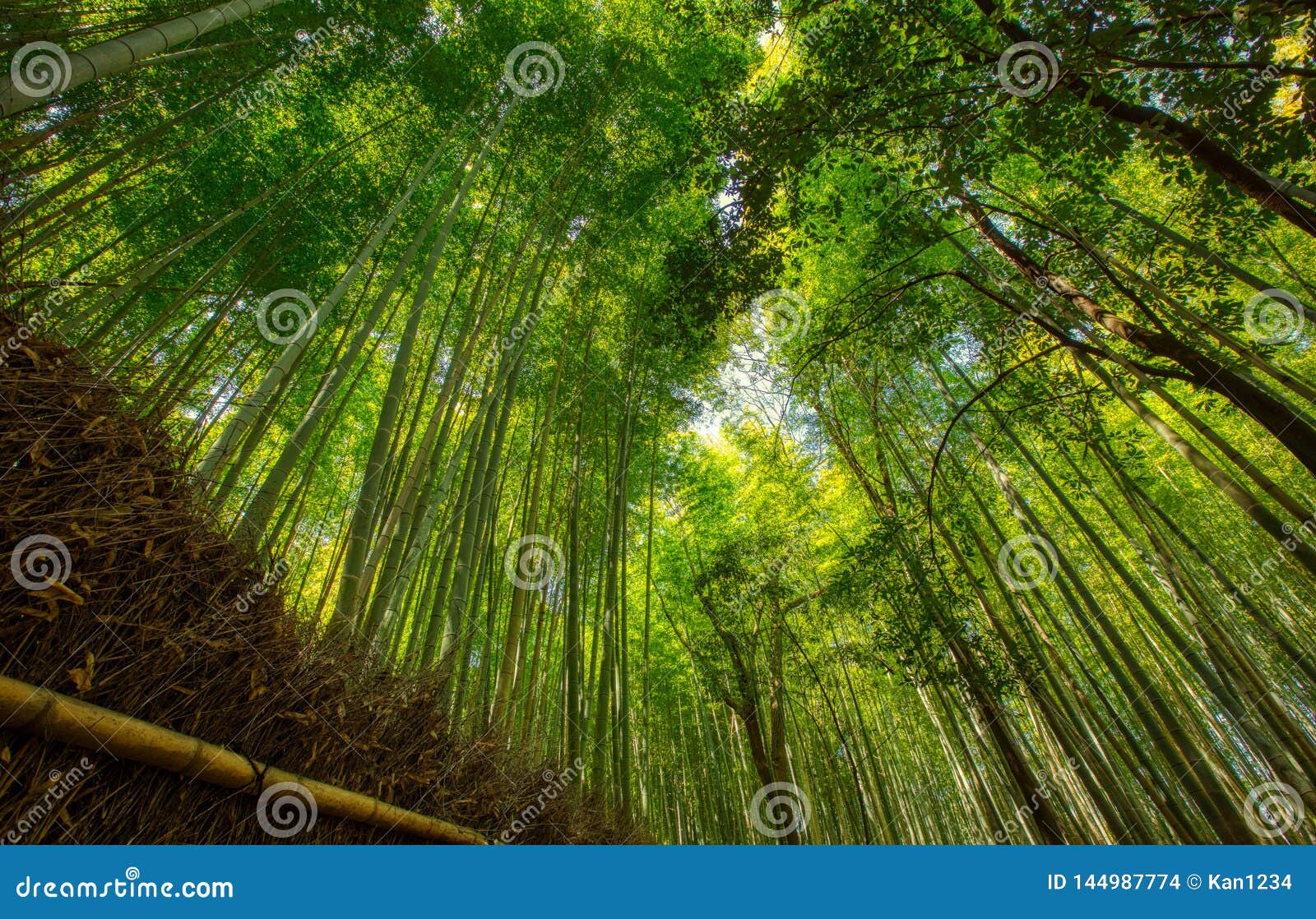 Bamboo Forest and Walking Path in Arashiyama, Kyoto, Japan Stock Photo ...