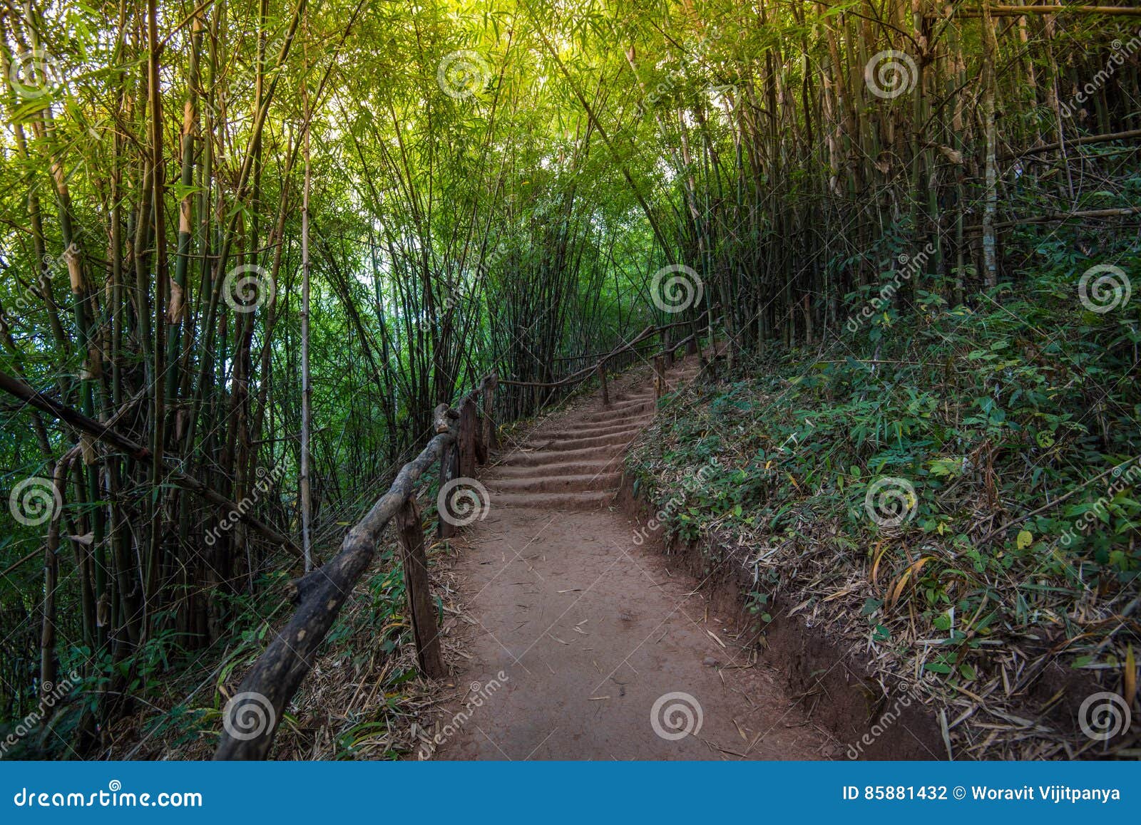 Bamboo Forest Walkway stock photo. Image of nature, peaceful - 85881432