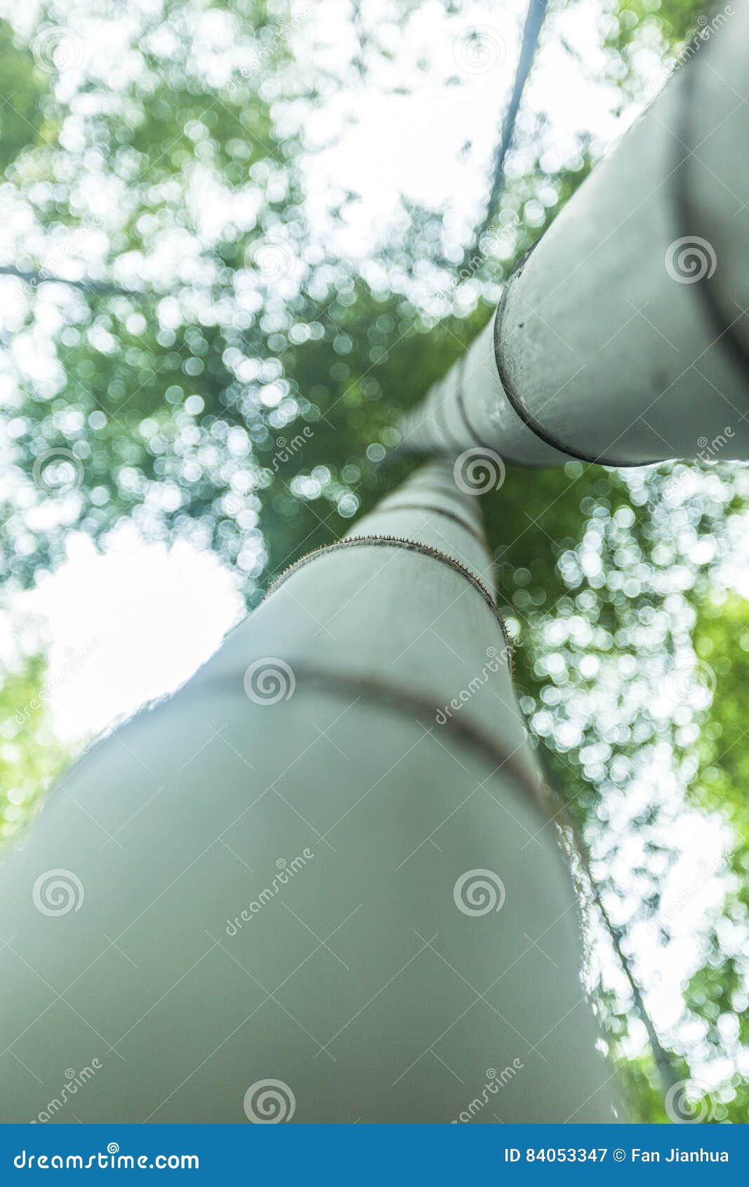 Bamboo forest in Yixing stock image. Image of branch - 84053347