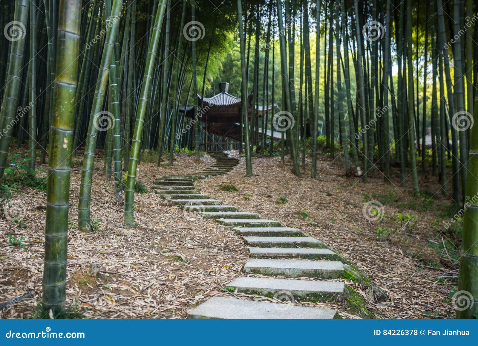 Bamboo forest in Yixing stock photo. Image of asia, path - 84226378