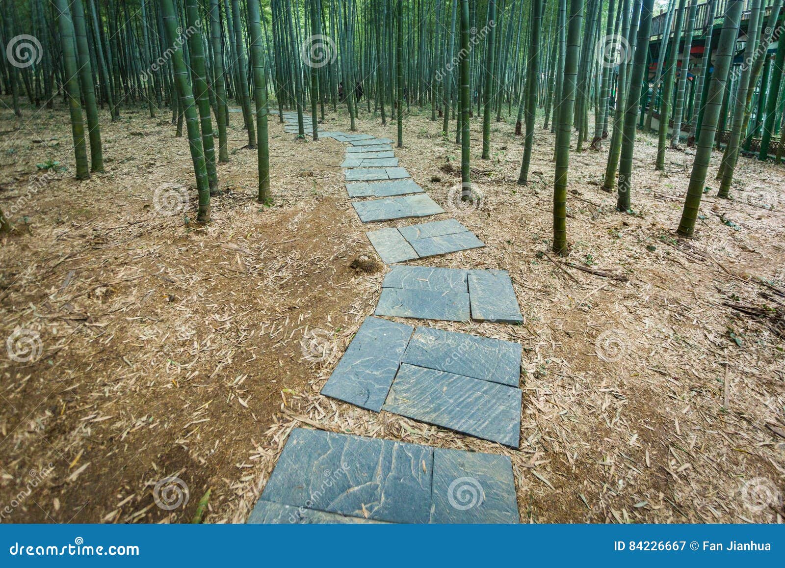 Bamboo forest in Yixing stock image. Image of culture - 84226667