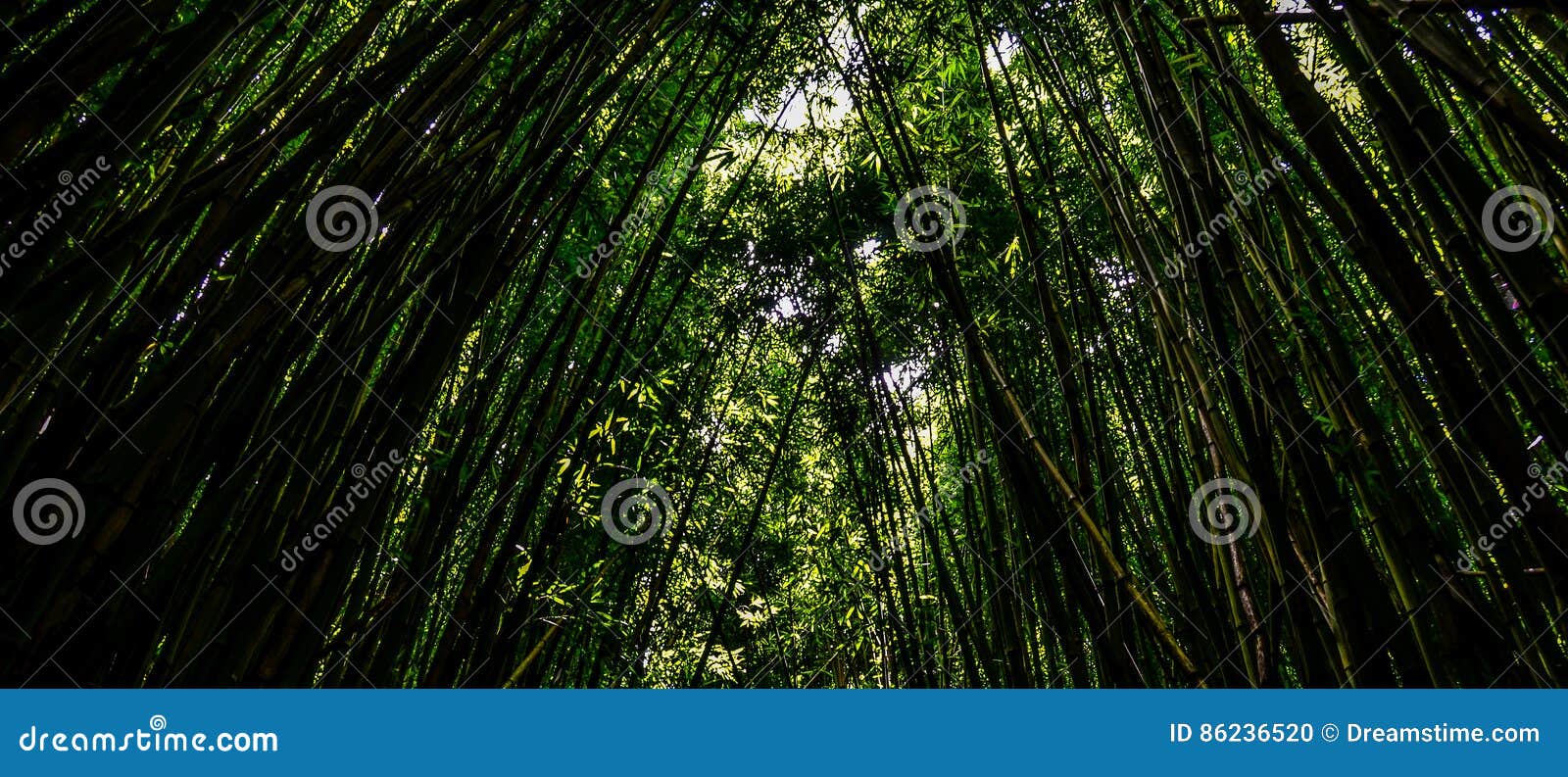 Bamboo forrest stock photo. Image of portfolio, stalks - 86236520