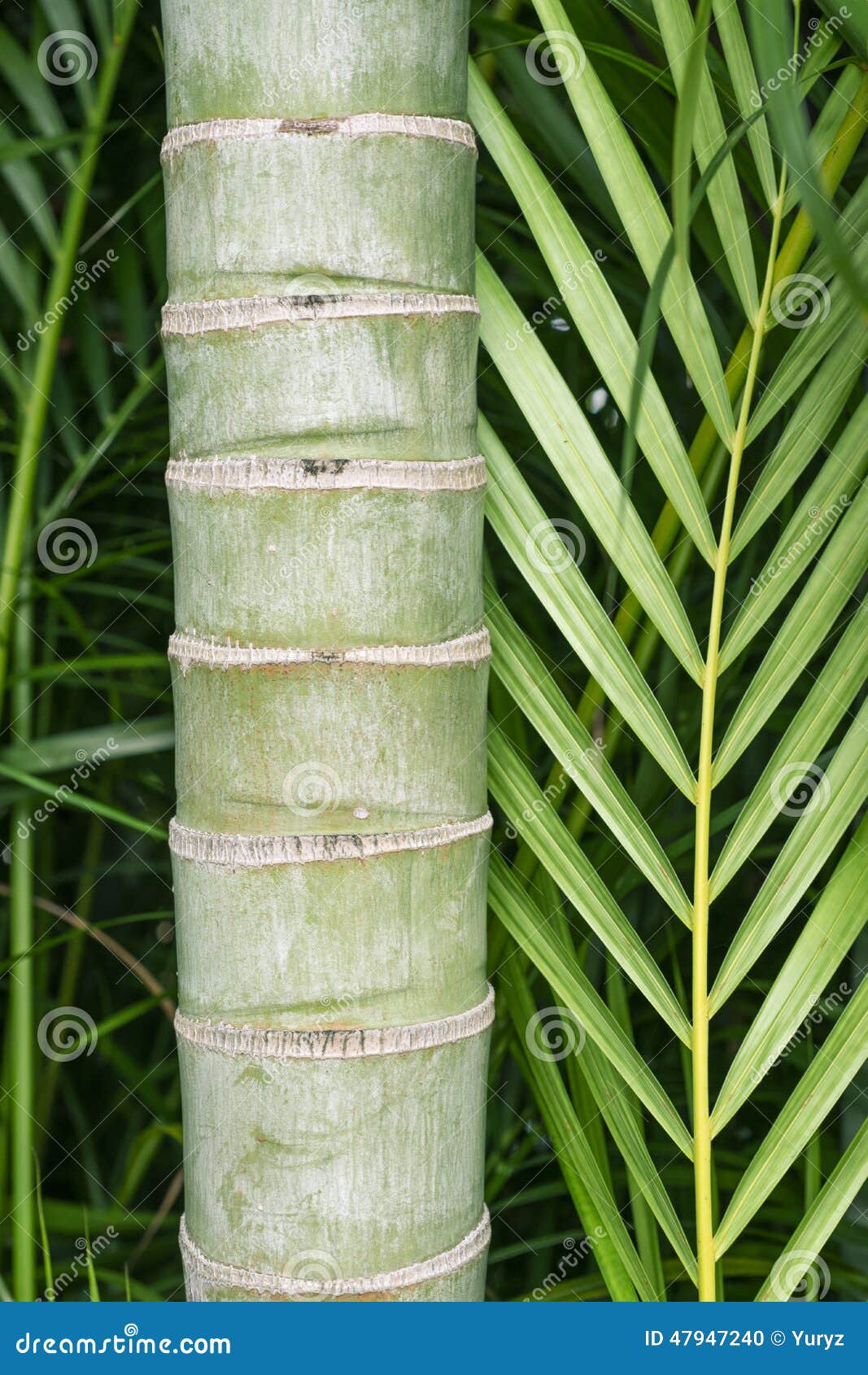 Bamboo fragment stock photo. Image of stem, plant, detail - 47947240