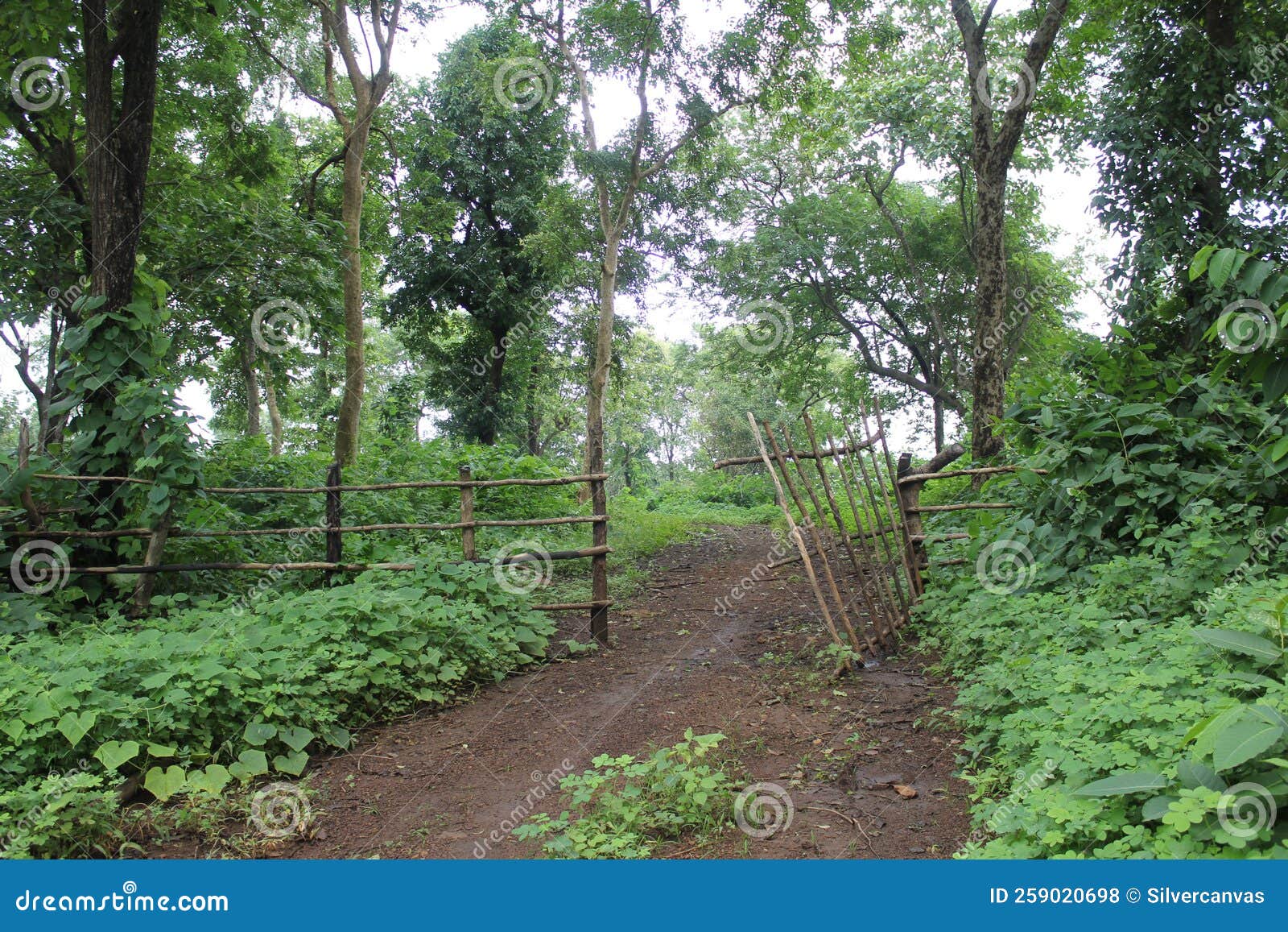 A Bamboo Gate in the Forest Jungle of India Stock Photo - Image of ...
