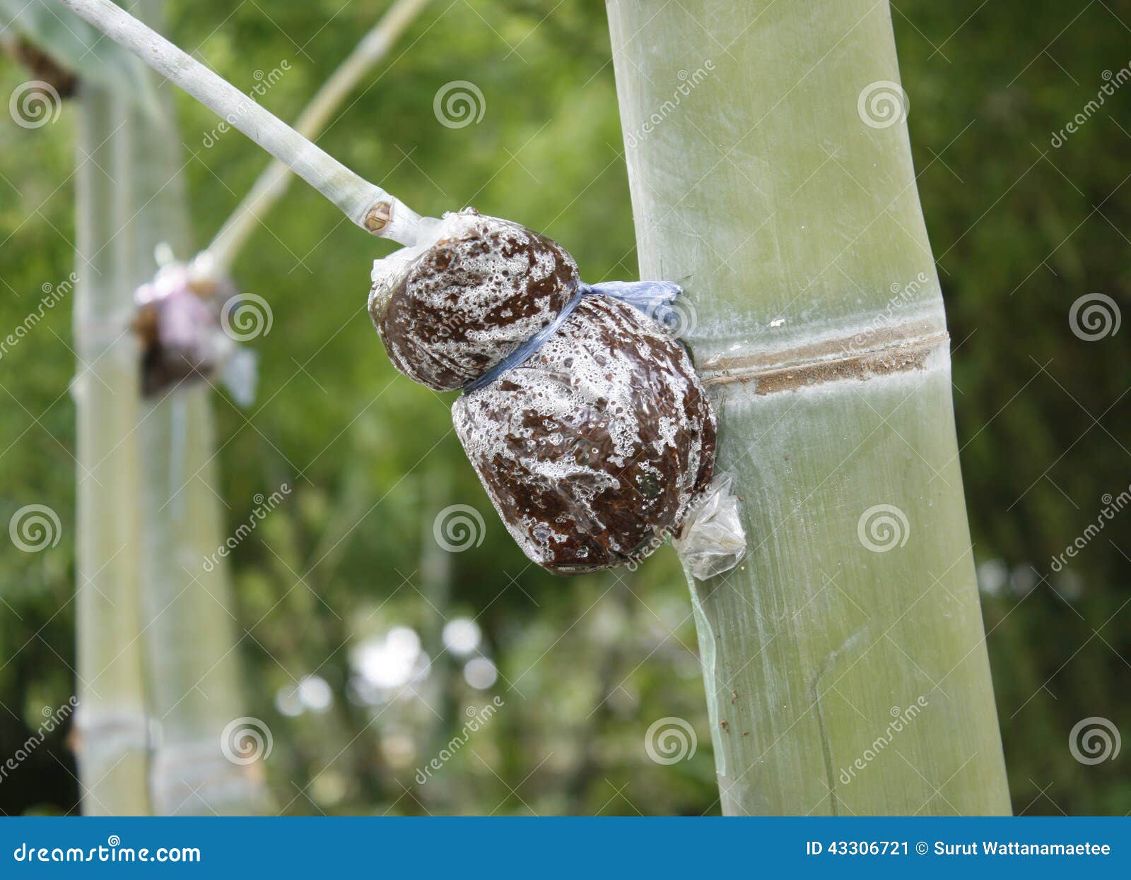 Graft Simple Stock Photos - Free & Royalty-Free Stock Photos from ...