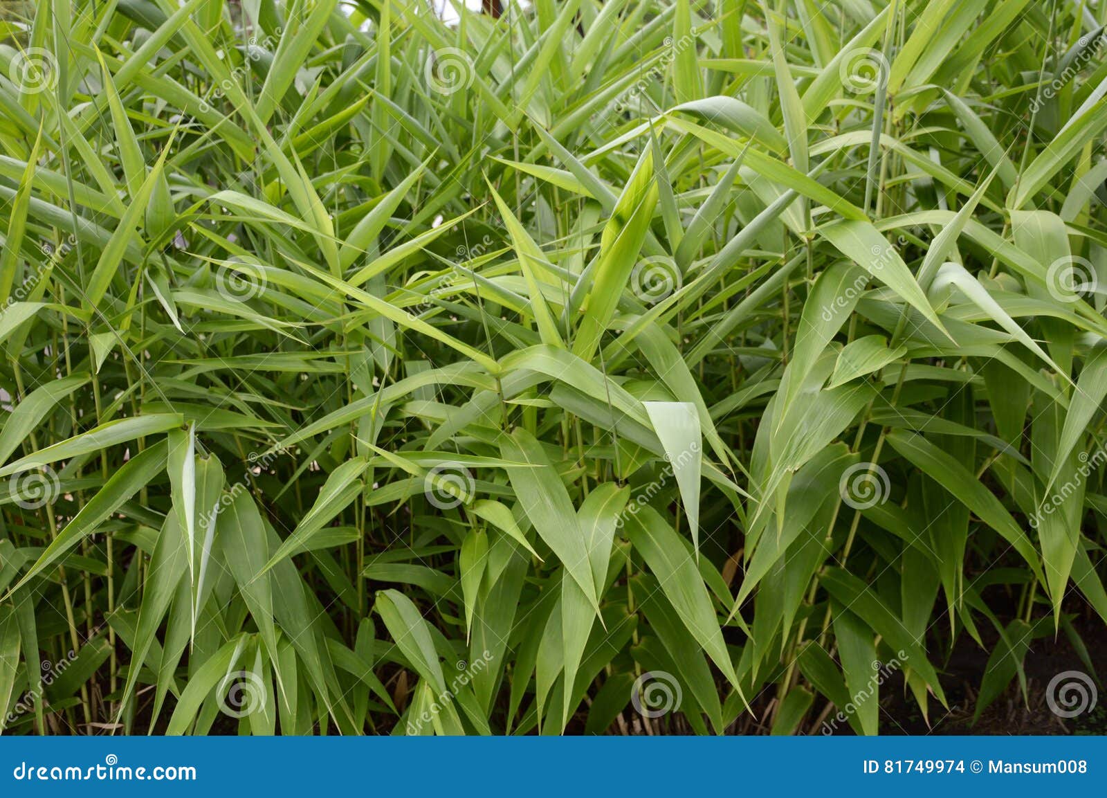 Bamboo grass stock photo. Image of herb, latifolia, plant - 81749974