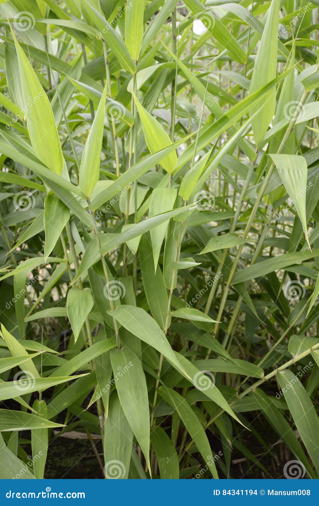 Bamboo grass stock photo. Image of nature, bamboo, outdoor - 84341194