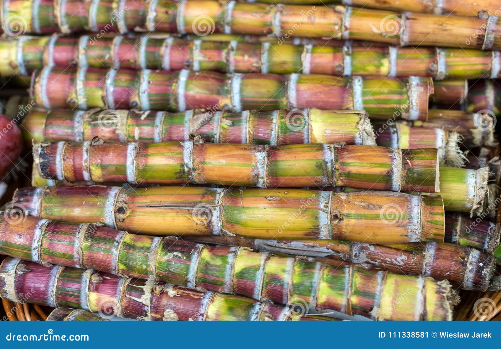 Bamboo Grass Type Chusquea Culeou Tall Green Shoots. Stock Image ...