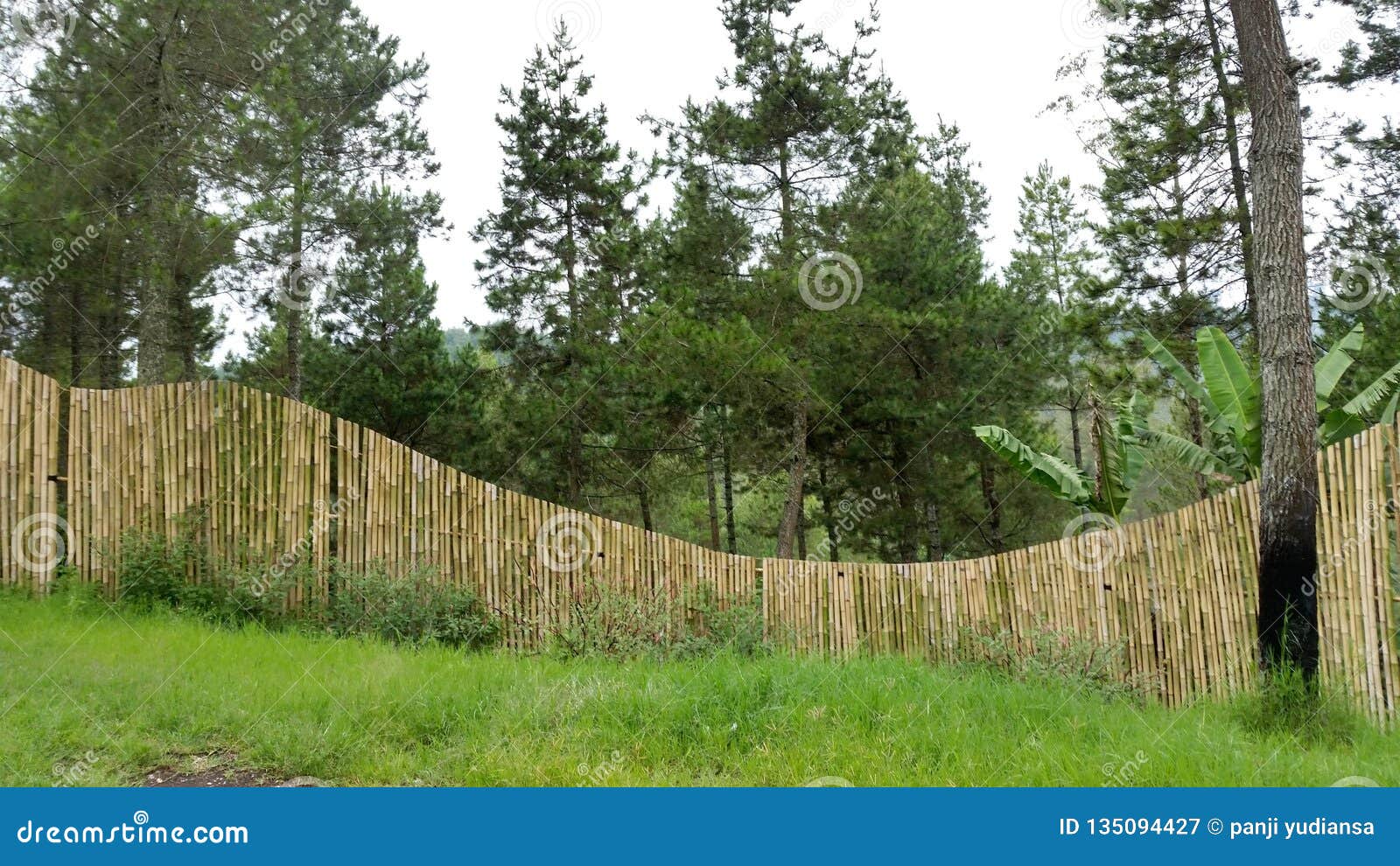 Border stock image. Image of hill, tree, grassland, bamboo - 135094427